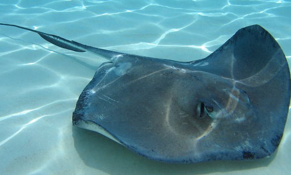 Stingray Facts - Interesting Facts