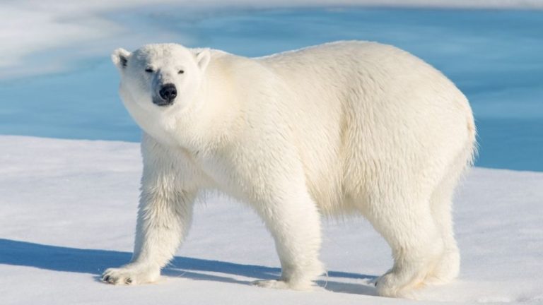 20 Fun Facts about Polar Bears - Interesting Facts