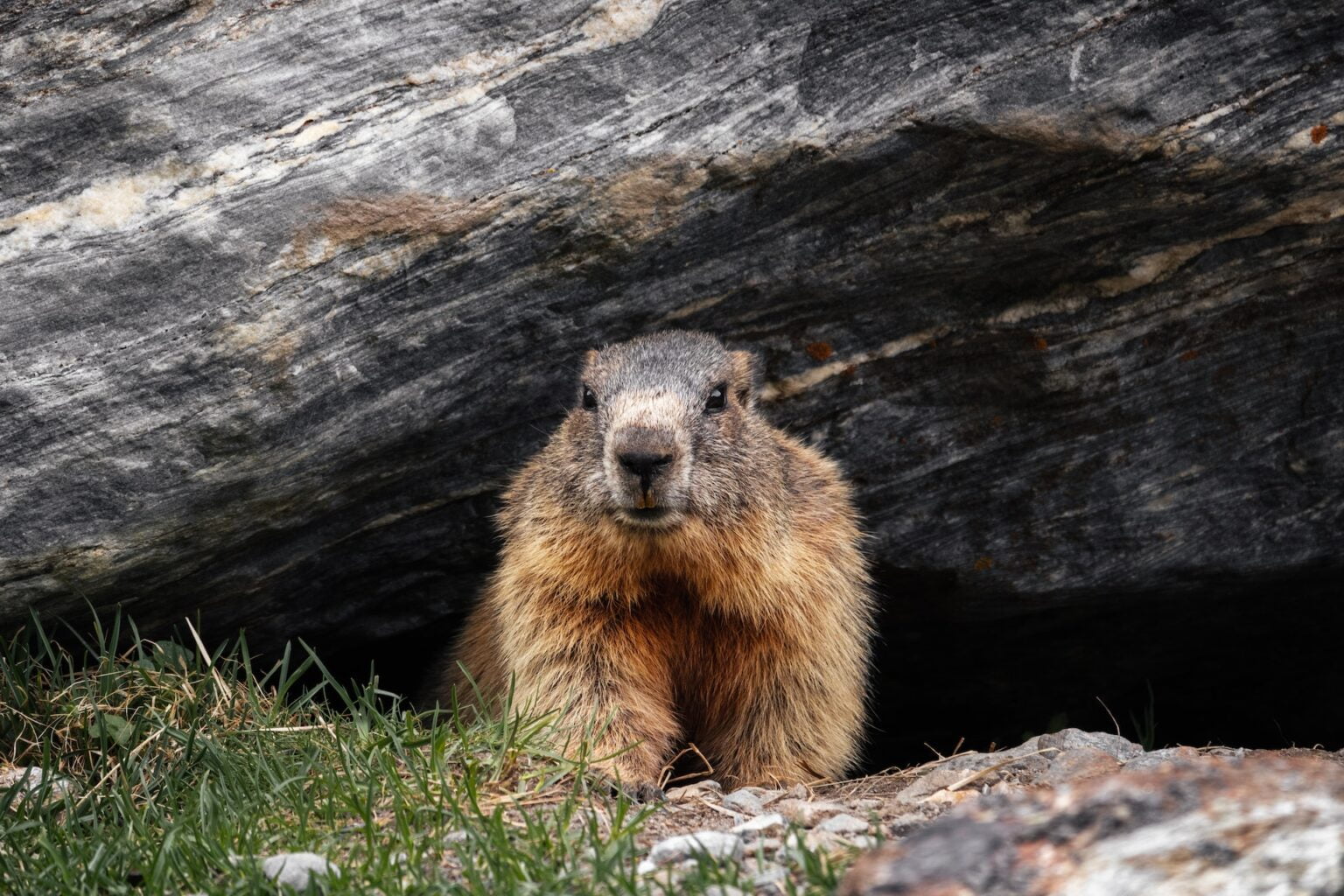 What is Groundhog Day? - Interesting Facts