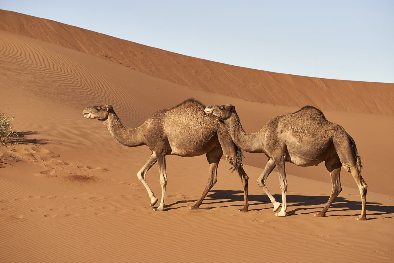 Dromedary Camel Facts Interesting Facts Dromedary Camel Facts Interesting Facts