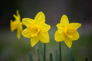 Facts about Daffodils - Interesting Facts