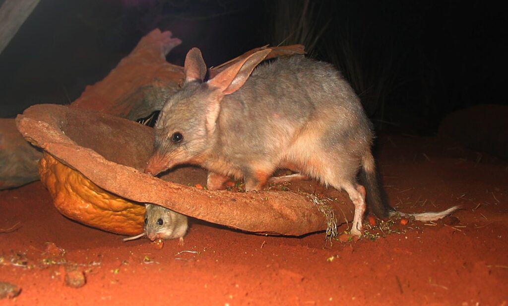 Bilby Animal Facts - Interesting Facts