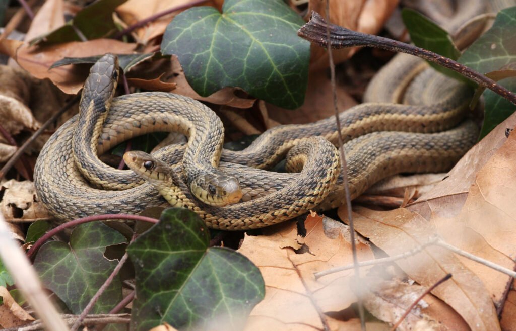 How many snakes are on Snake Island? - Interesting Facts